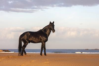 'Grand Freedom' Giclee Print - Tim Mannakee | Art.com