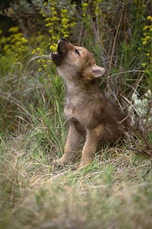 'Grey Wolf Pup Howling (Canis Lupus) Captive, Montana, USA ...