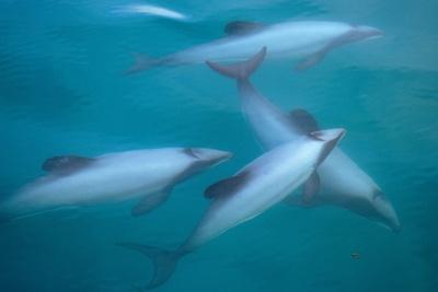 Hector's dolphin (Cephalorhynchus hectori) thru' the surface. Akaroa ...