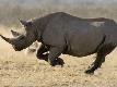 'Black Rhinoceros, Running, Namibia' Photographic Print - Tony Heald ...