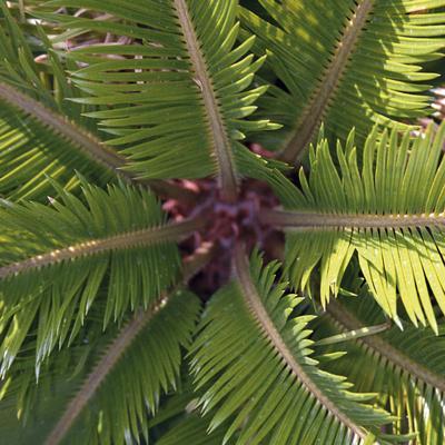 'Berber' Giclee Print - Tony Koukos | Art.com