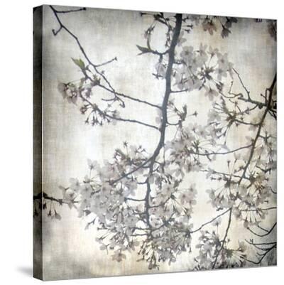 'Cherry Blossom Tree V' Stretched Canvas Print - Tony Koukos | Art.com