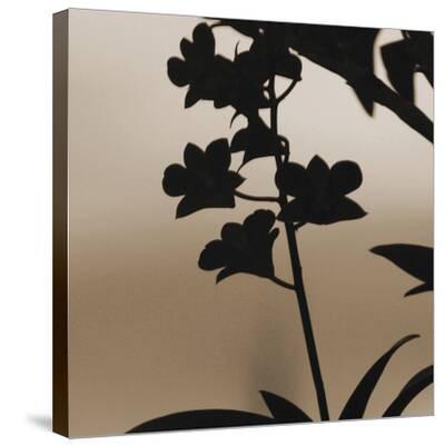 'Exotica II' Stretched Canvas Print - Tony Koukos | Art.com