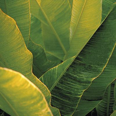 Flora Tropical - Fresh Giclee Print - Tony Koukos | Art.com