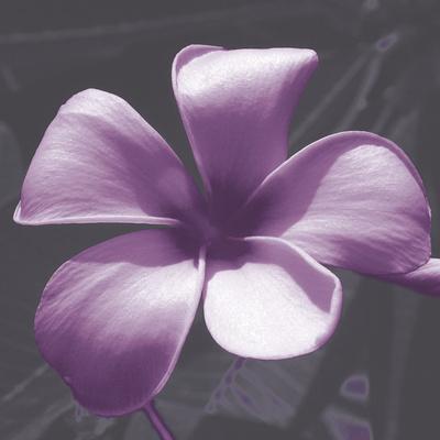 Plumeria - Solitary Giclee Print - Tony Koukos | Art.com