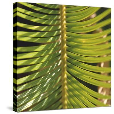 Rabat Stretched Canvas Print - Tony Koukos | Art.com