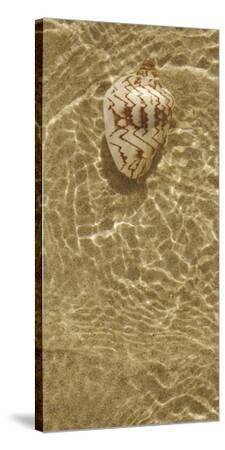 'Ripple Shell II' Stretched Canvas Print - Tony Koukos | Art.com