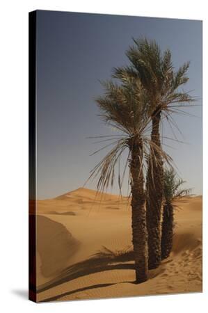 Saharan Scene Stretched Canvas Print - Tony Koukos | Art.com