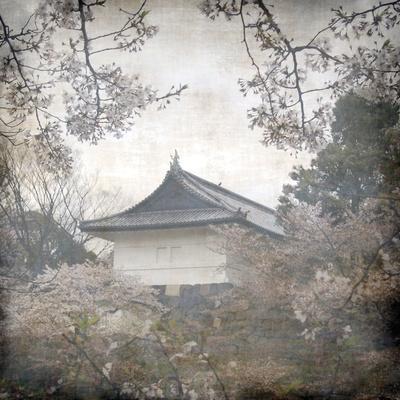 Tokyo Blossoms Giclee Print - Tony Koukos | Art.com
