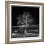 'Too Zen' Photographic Print - Philippe Sainte-Laudy | Art.com