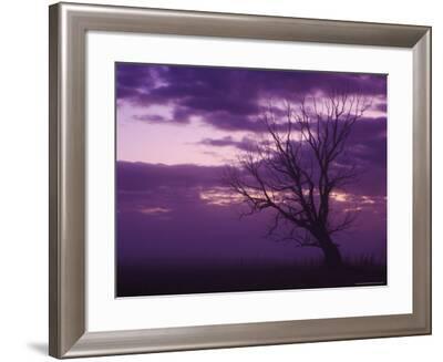Tree, Alexandra, Central Otago, South Island, New Zealand, Pacific ...