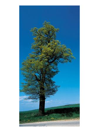 'Tree Portrait' Art Print | Art.com