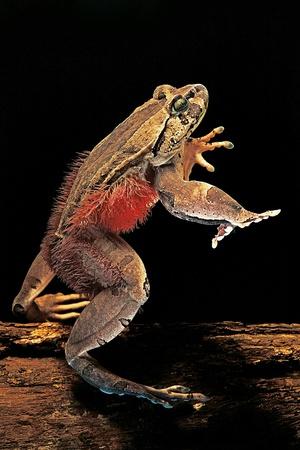 Trichobatrachus Robustus