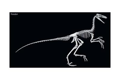 Troodon Skeleton