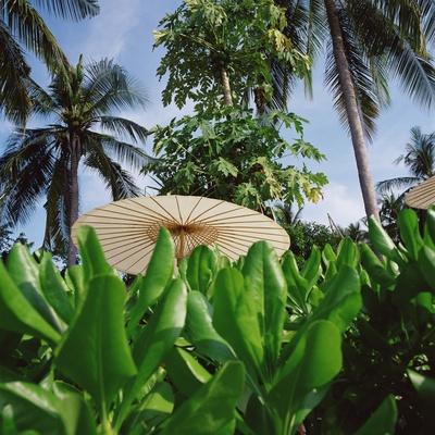 'Tropical Plants and Traditional Parasols' Photographic Print | Art.com