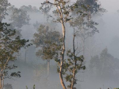 'Tropical Rainforest on the Border of Burma and Thailand' Photographic ...