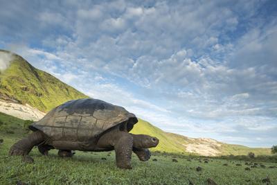 'Alcedo giant tortoise walking, Isabela Island, Galapagos' Photographic ...