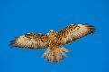 'Galapagos hawk in flight against blue sky, Alcedo Volcano, Galapagos ...