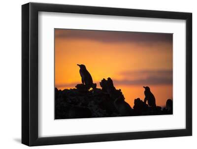 Galapagos penguin silhouetted at sunset, Elizabeth Bay, Isabela Island ...