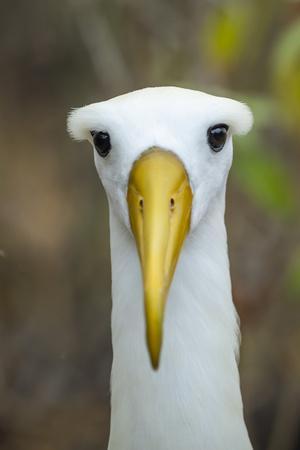 'Waved albatross head portrait, Espanola Island, Galapagos ...