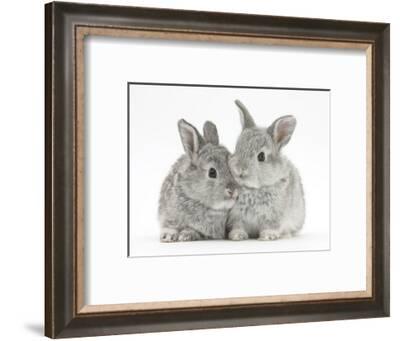 Two Baby Silver Rabbits Photographic Print by Mark Taylor | Art.com