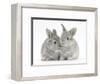 Two Baby Silver Rabbits Photographic Print by Mark Taylor | Art.com