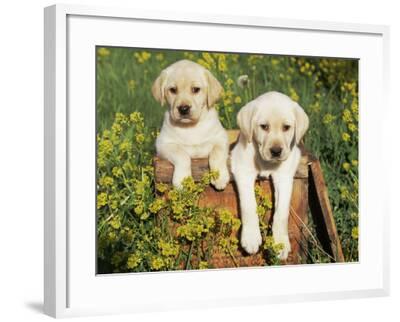 'Two Labrador Retriever Puppies, USA' Photographic Print - Lynn M ...