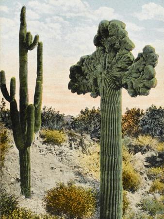 'Two Species of Giant Cactus - California, United States' Photographic ...