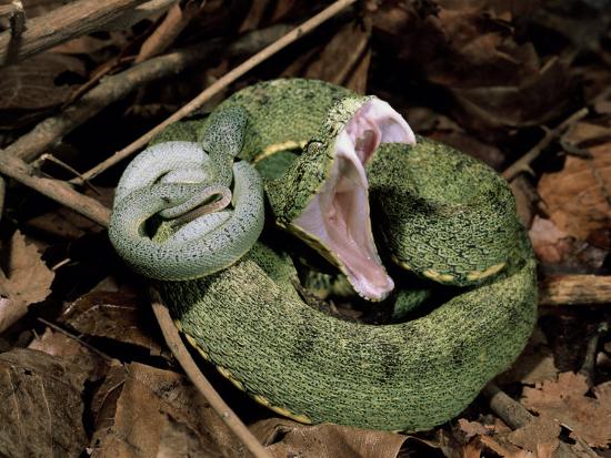 Two Striped Forest Pit Viper Snake with Young, Fangs Open, Amazon ...