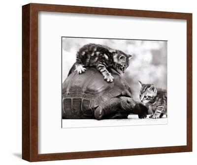'Two Young Kittens Playing with a Slow Moving Giant Tortoise, 1983 ...