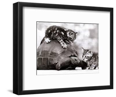 'Two Young Kittens Playing with a Slow Moving Giant Tortoise, 1983 ...