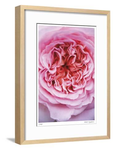 Pink Rose 2 Giclee Print by Stacy Bass | Art.com