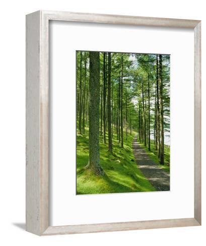 Path and Sunlight Through Pine Trees, Burtness Wood, Near Buttermere ...