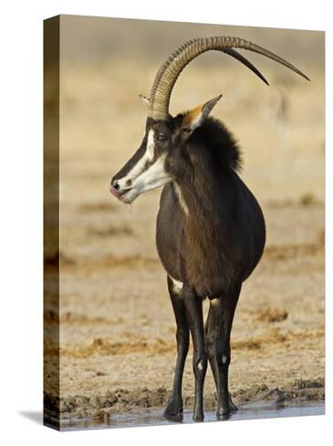 Sable Antelope, Male at Drinking Hole, Namibia Photographic Print by ...