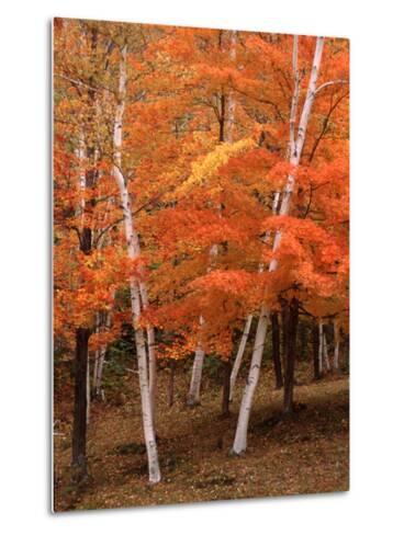 White Birch Trees in Fall, Vermont, USA Photographic Print by Charles ...