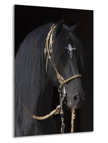 Black Peruvian Paso Stallion in Traditional Peruvian Bridle, Sante Fe ...