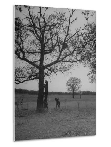 Dogs Chasing Raccoons During Coon Hunt Photographic Print by | Art.com