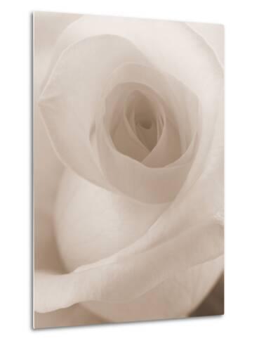 Blooming White Rose Photographic Print by | Art.com
