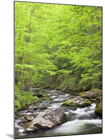Mountain Stream, Great Smoky Mountains National Park, North Carolina ...