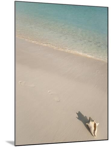 Conch Shell on Grace Bay Beach, Providenciales, Turks and Caicos ...