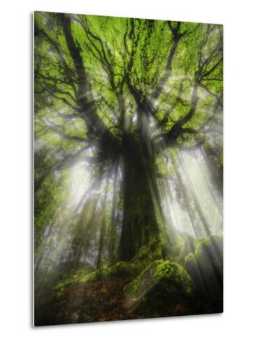 Ponthus Beech Tree 2 Photographic Print by Philippe Manguin | Art.com