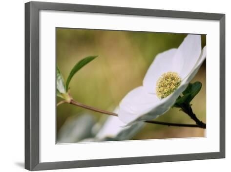 Yosemite Dogwood Design Photographic Print by Vincent James | Art.com