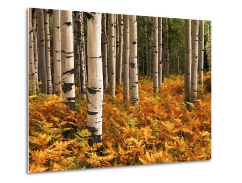 Stand of Quaking Aspen Tree, Gunnison National Forest, Colorado, USA ...