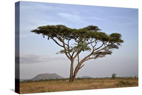 Acacia Tree, Serengeti National Park, Tanzania, East Africa, Africa Photographic Print by James ...