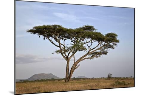 Acacia Tree, Serengeti National Park, Tanzania, East Africa, Africa Photographic Print by James ...