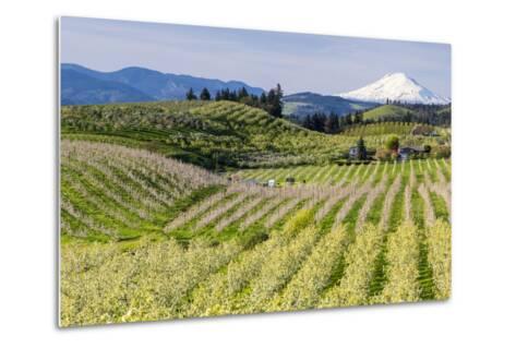 Pear Orchards Blooms with Mount Adams, Oregon, USA Photographic Print ...