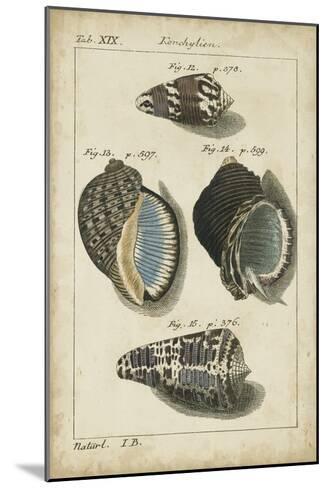 Vintage Shell Study III Art Print by Martini | Art.com