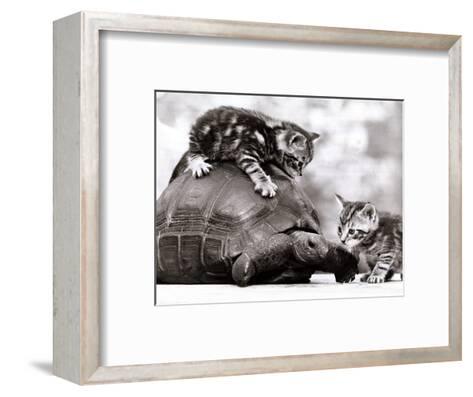 Two Young Kittens Playing with a Slow Moving Giant Tortoise, 1983 ...