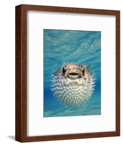 Close-up of a Puffer Fish, Bahamas Photographic Print by | Art.com