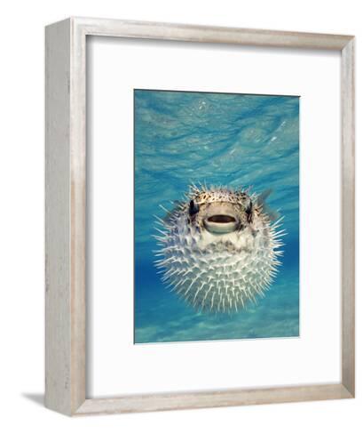 Close-up of a Puffer Fish, Bahamas Photographic Print by | Art.com